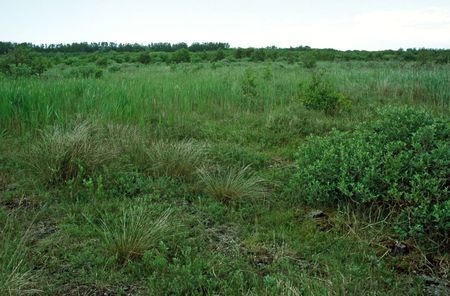 3.15 Anthropogene Sand- und Spülfläche mit Küstenvegetation (KV ...