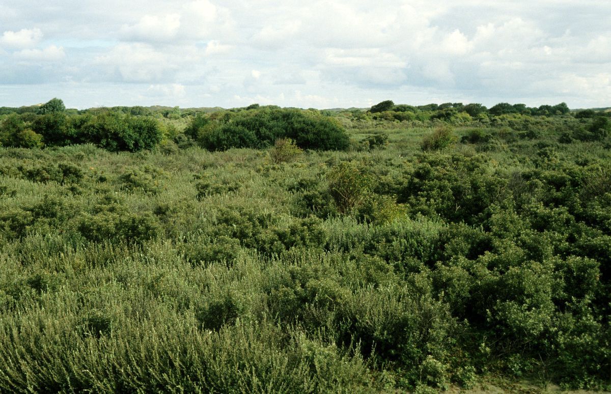 3.15 Anthropogene Sand- und Spülfläche mit Küstenvegetation (KV ...