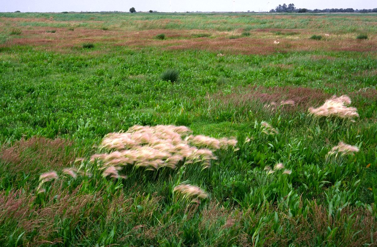 3.15 Anthropogene Sand- und Spülfläche mit Küstenvegetation (KV ...