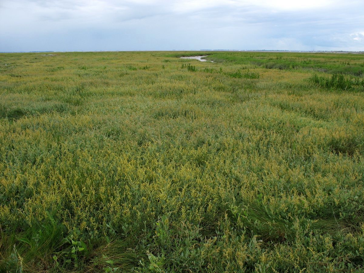 3.6 Küstensalzwiese (KH) § | Nds. Landesbetrieb für Wasserwirtschaft ...