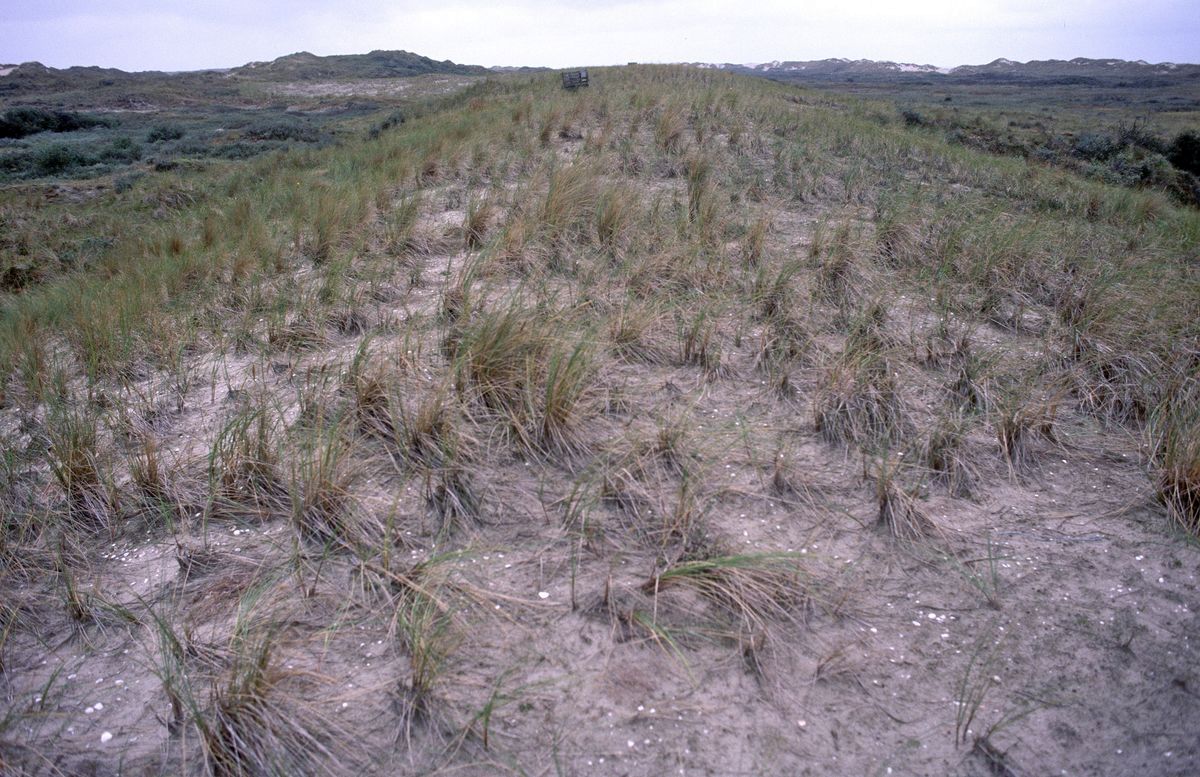 3.15 Anthropogene Sand- und Spülfläche mit Küstenvegetation (KV ...