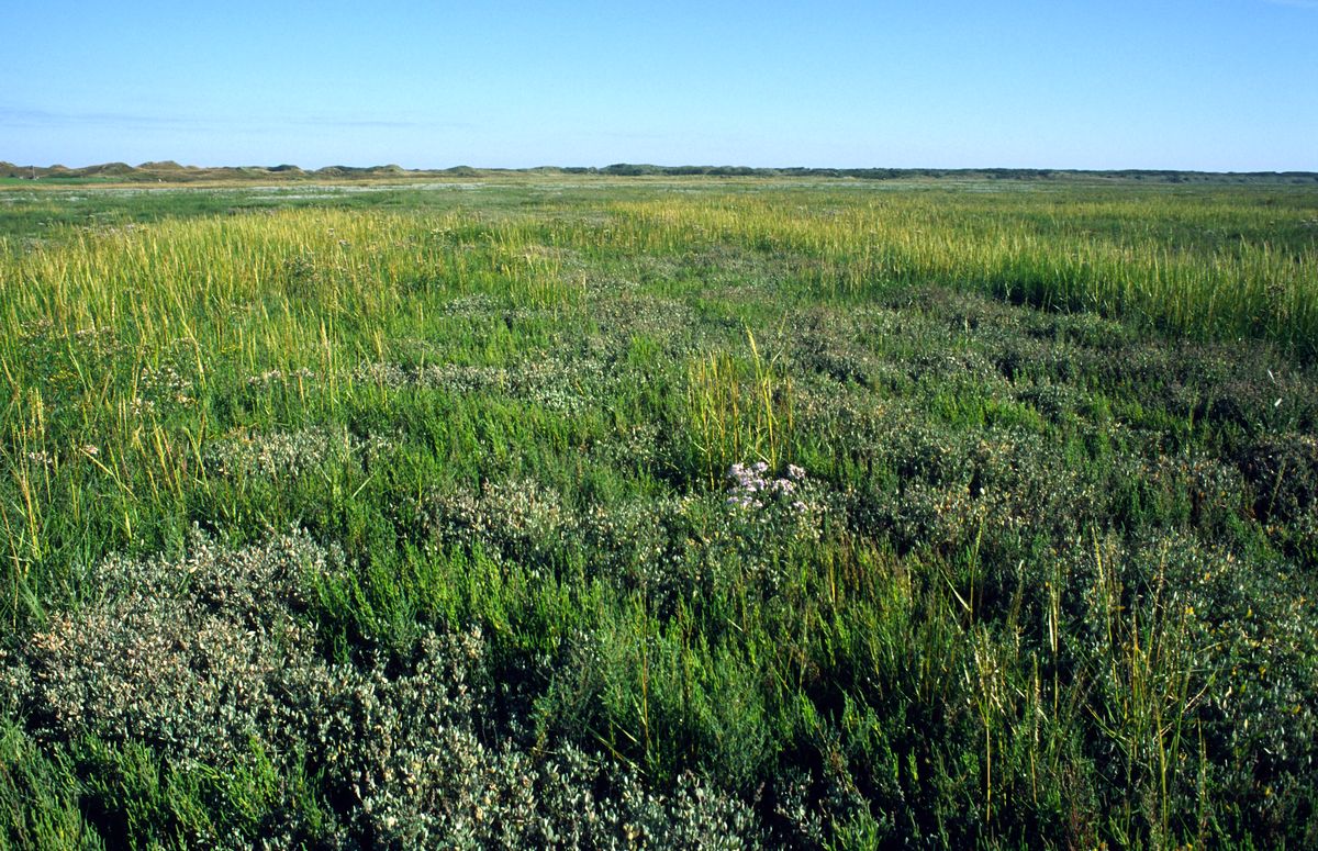 3.6 Küstensalzwiese (KH) § | Nds. Landesbetrieb für Wasserwirtschaft ...